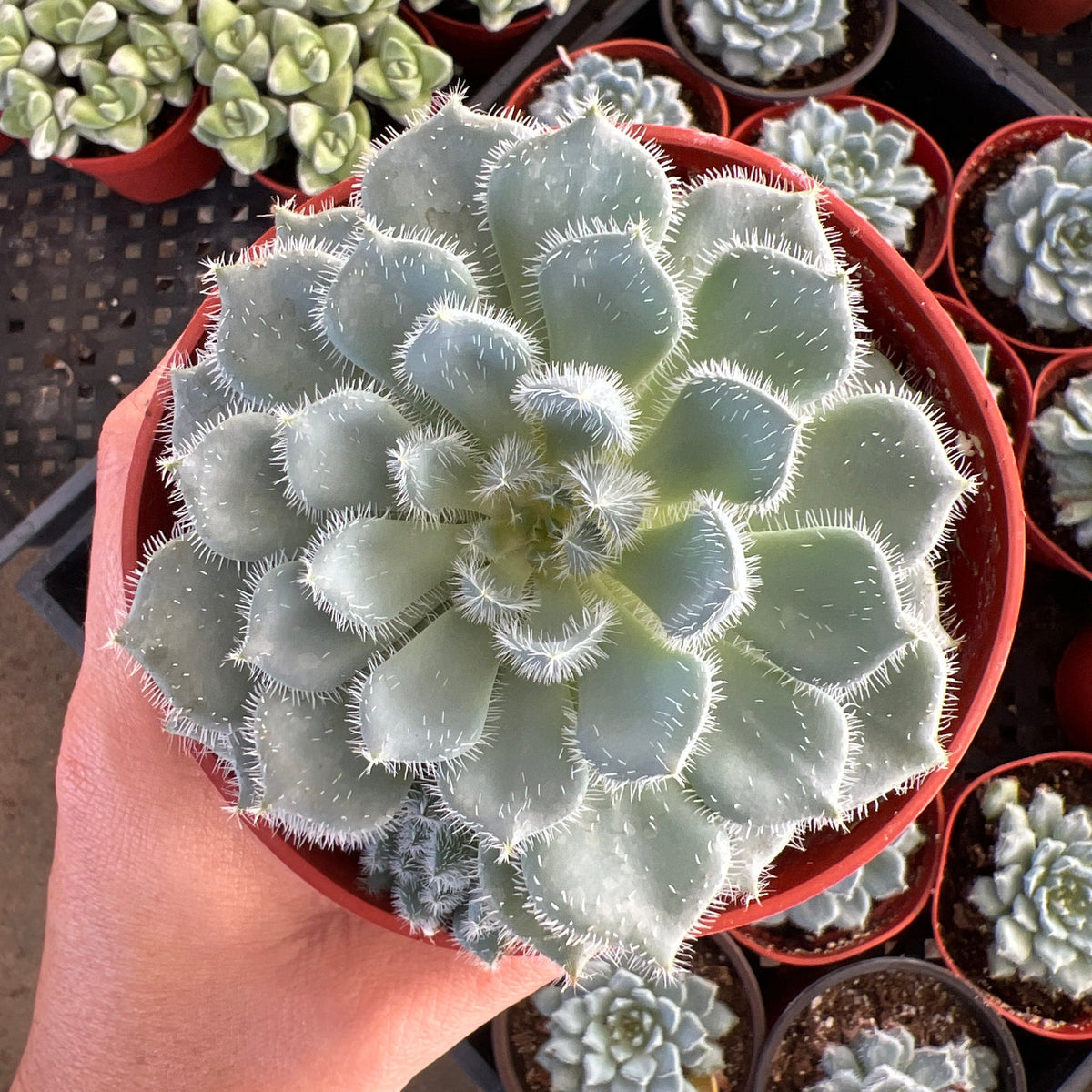 Mexican Firecracker Succulent - Echeveria Setosa var Minor – CactusWarehouse