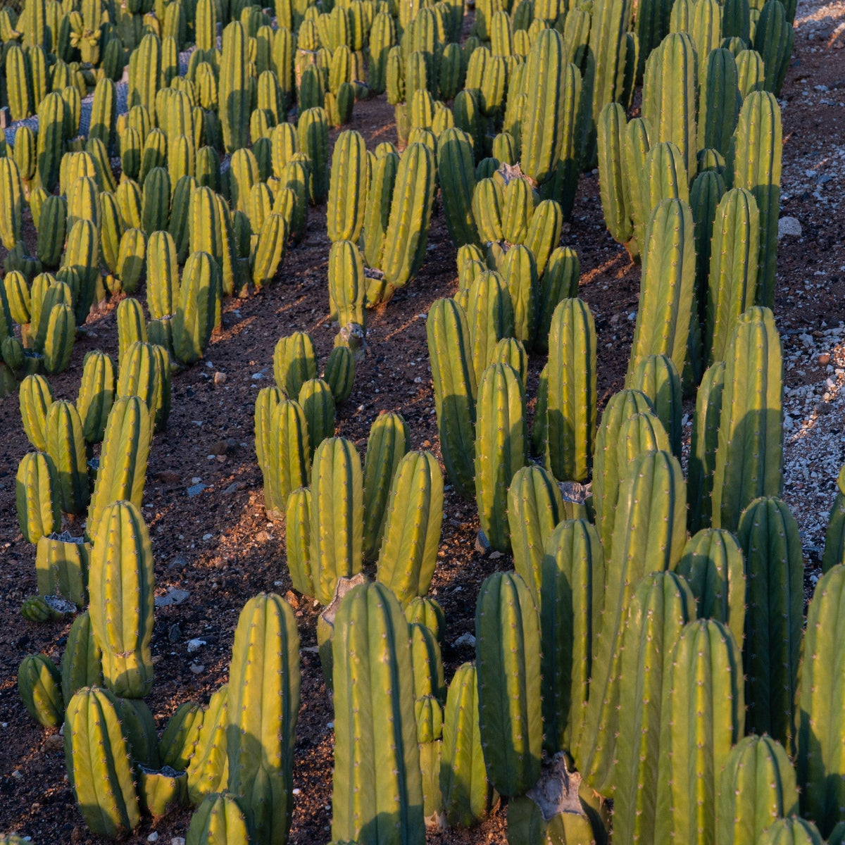 San Pedro Cactus Facts – CactusWarehouse