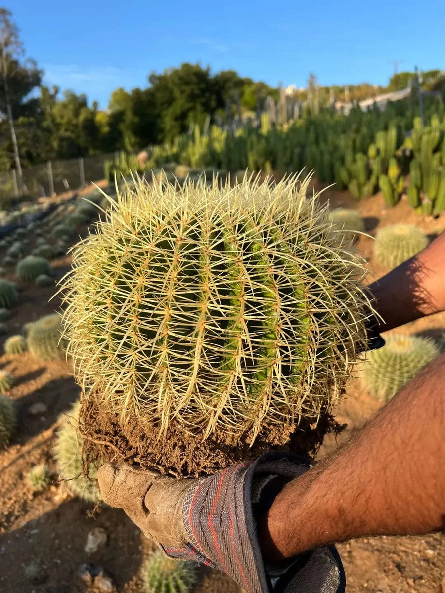 How to Keep Your Cacti & Succulents Happy and Healthy – CactusWarehouse