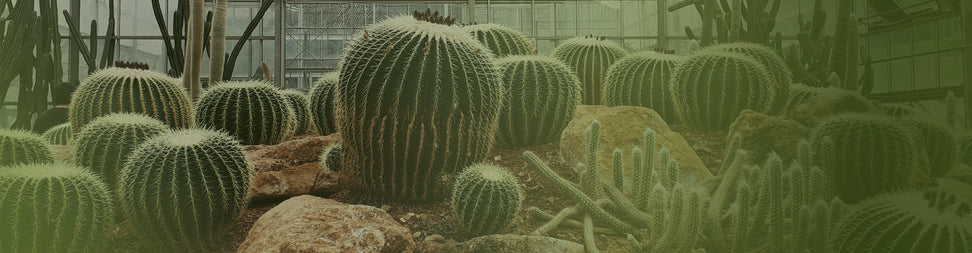 Shop Cacti Online | Cactus Warehouse – CactusWarehouse