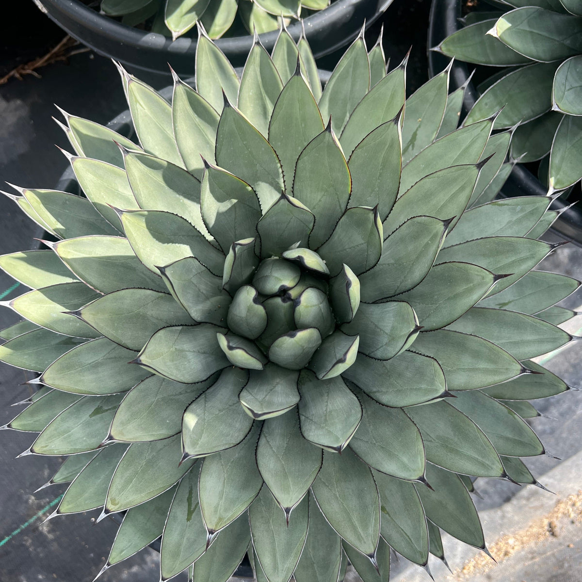 Agave 'Blue Emperor' - Agave – CactusWarehouse