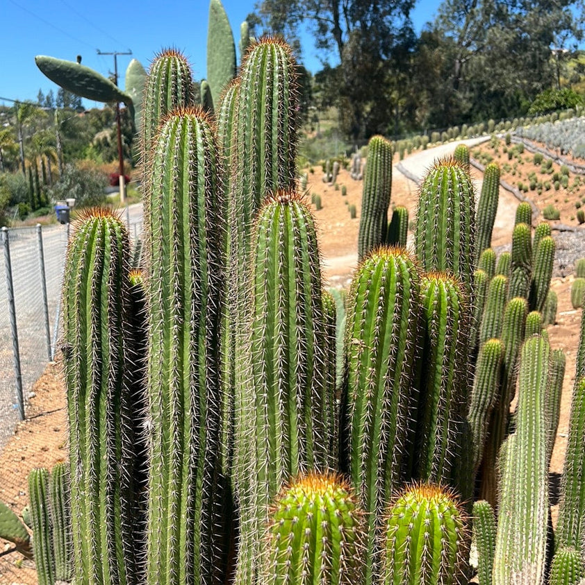 Golden Torch Cactus - Echinopsis Spachiana – CactusWarehouse