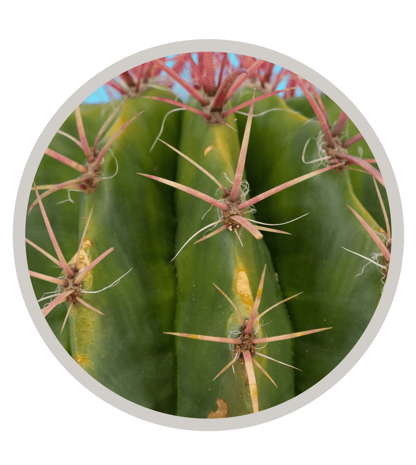 Mexican Lime Cactus, Ferocactus pilosus/stainesii, Ferocactus pringlei ...