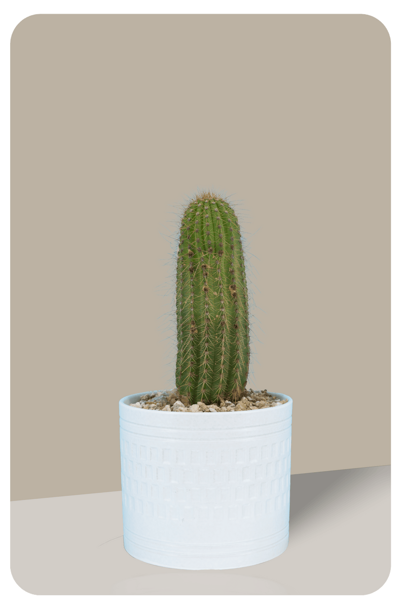 Red Trichocereus Hybrid (Red Torch Cactus) | Flowering Cacti & Cacti ...
