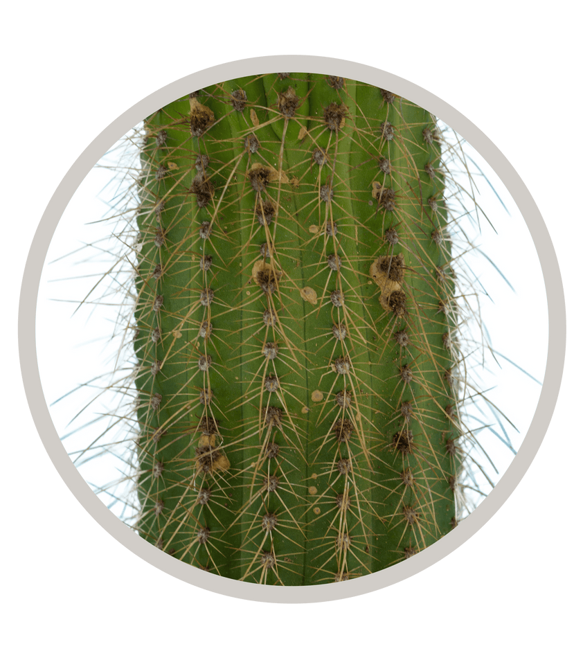 Red Trichocereus Hybrid (Red Torch Cactus) | Flowering Cacti & Cacti ...