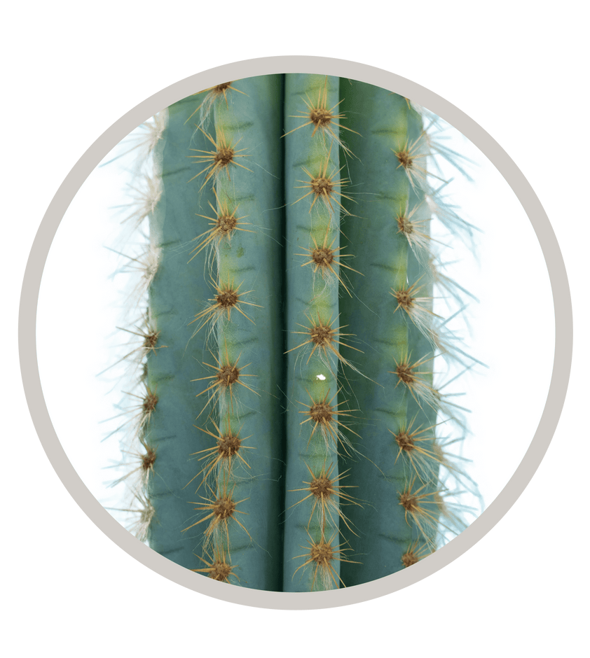 Brazilian Blue Cactus, Pilosocereus azureus, Blue Torch Cactus, Blue ...