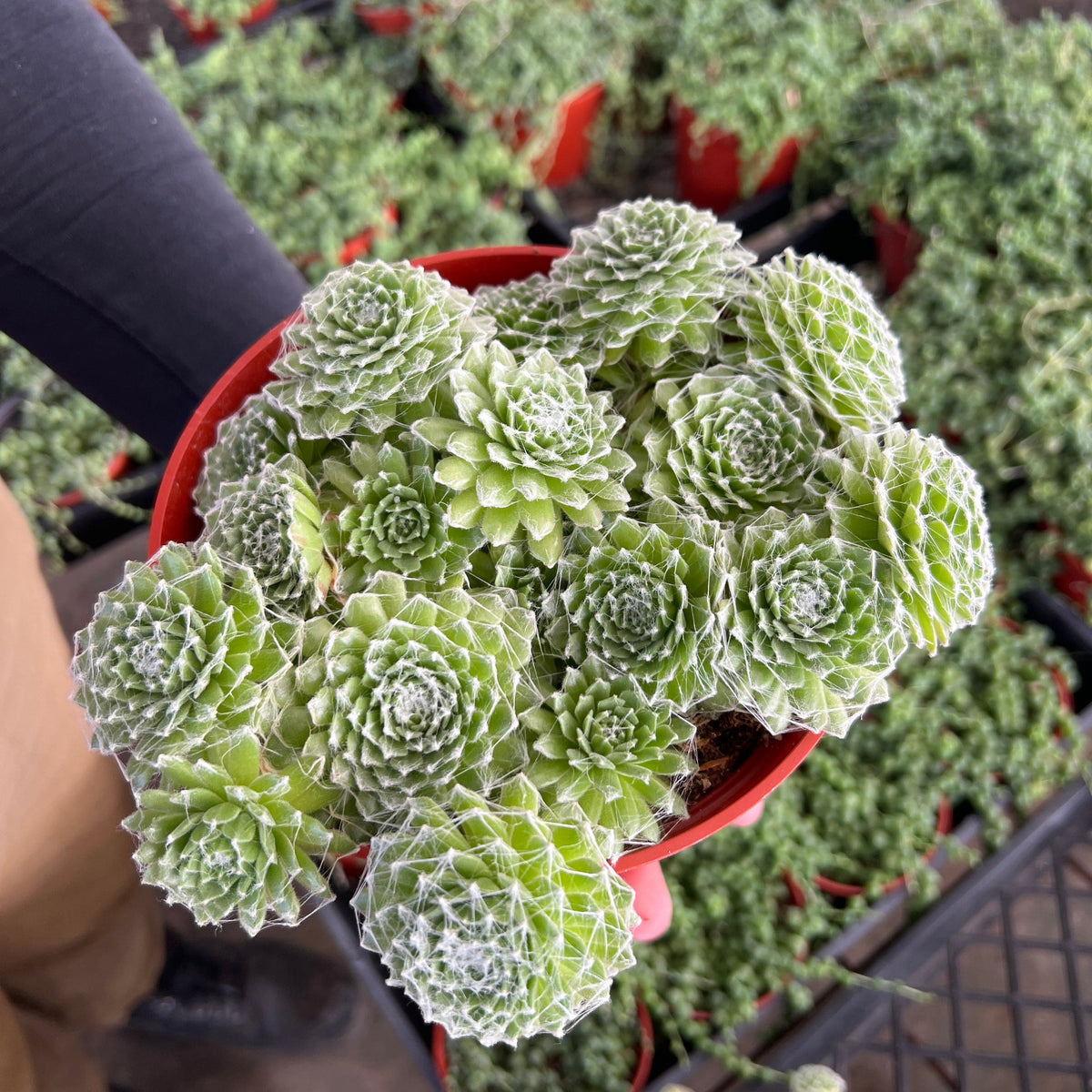 Cobweb Hens and Chicks - Sempervivum Arachnoideum – CactusWarehouse