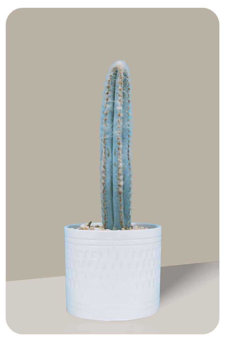 Brazillian Blue Columnar (Pilosocereus pachycladus) | Exotic Cacti ...