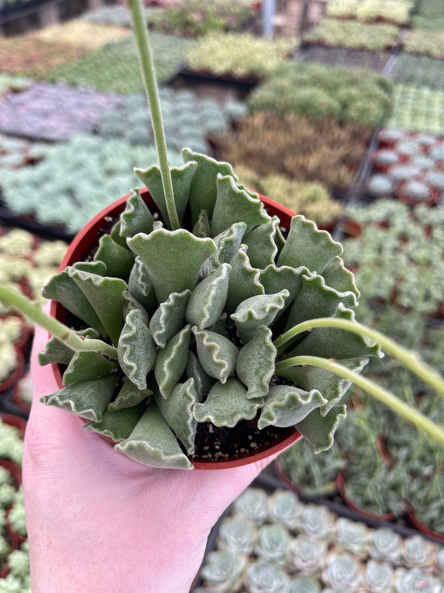 Adromischus cristatus ‘Key Lime Pie’ – CactusWarehouse