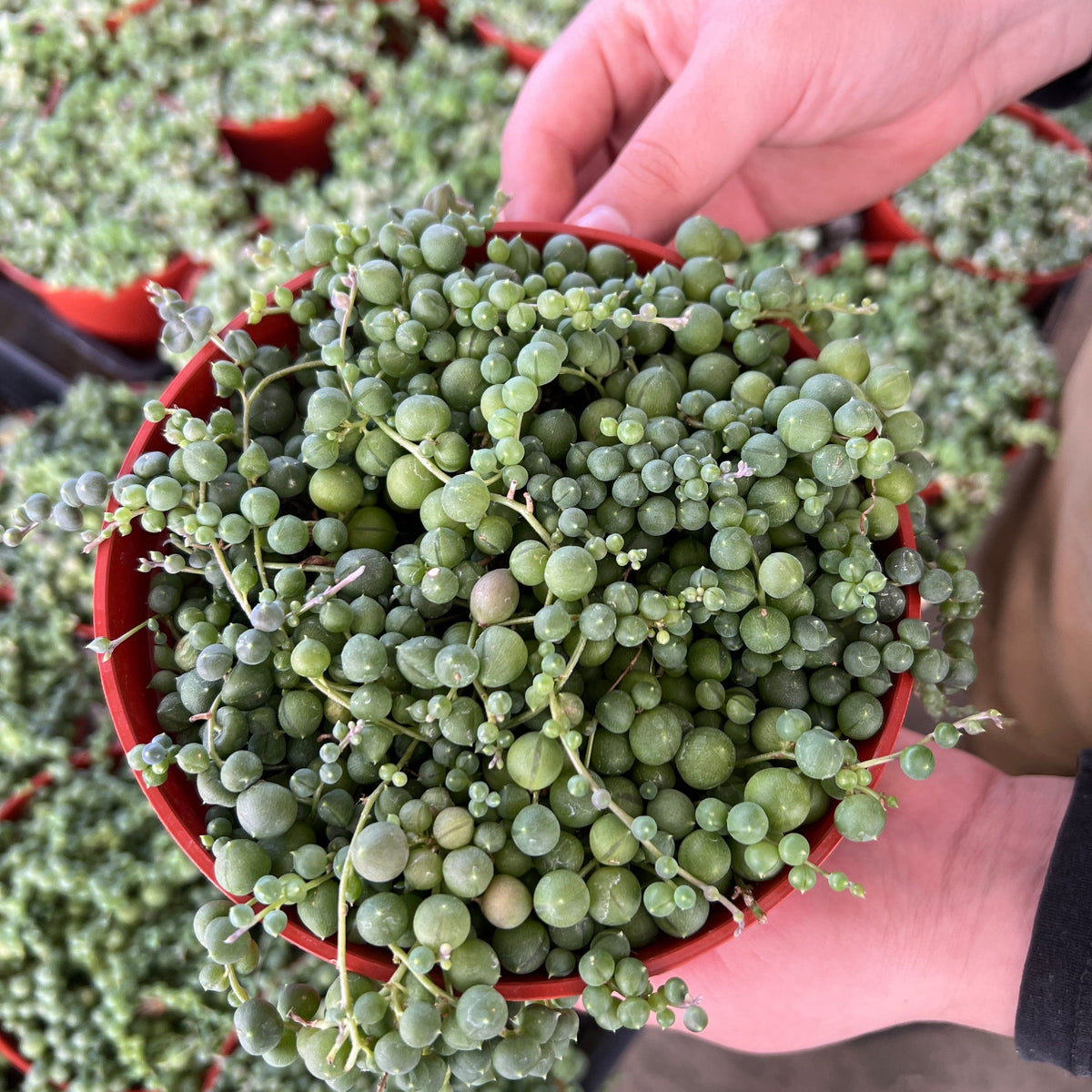 String of Pearls - Senecio Rowleyanus – CactusWarehouse