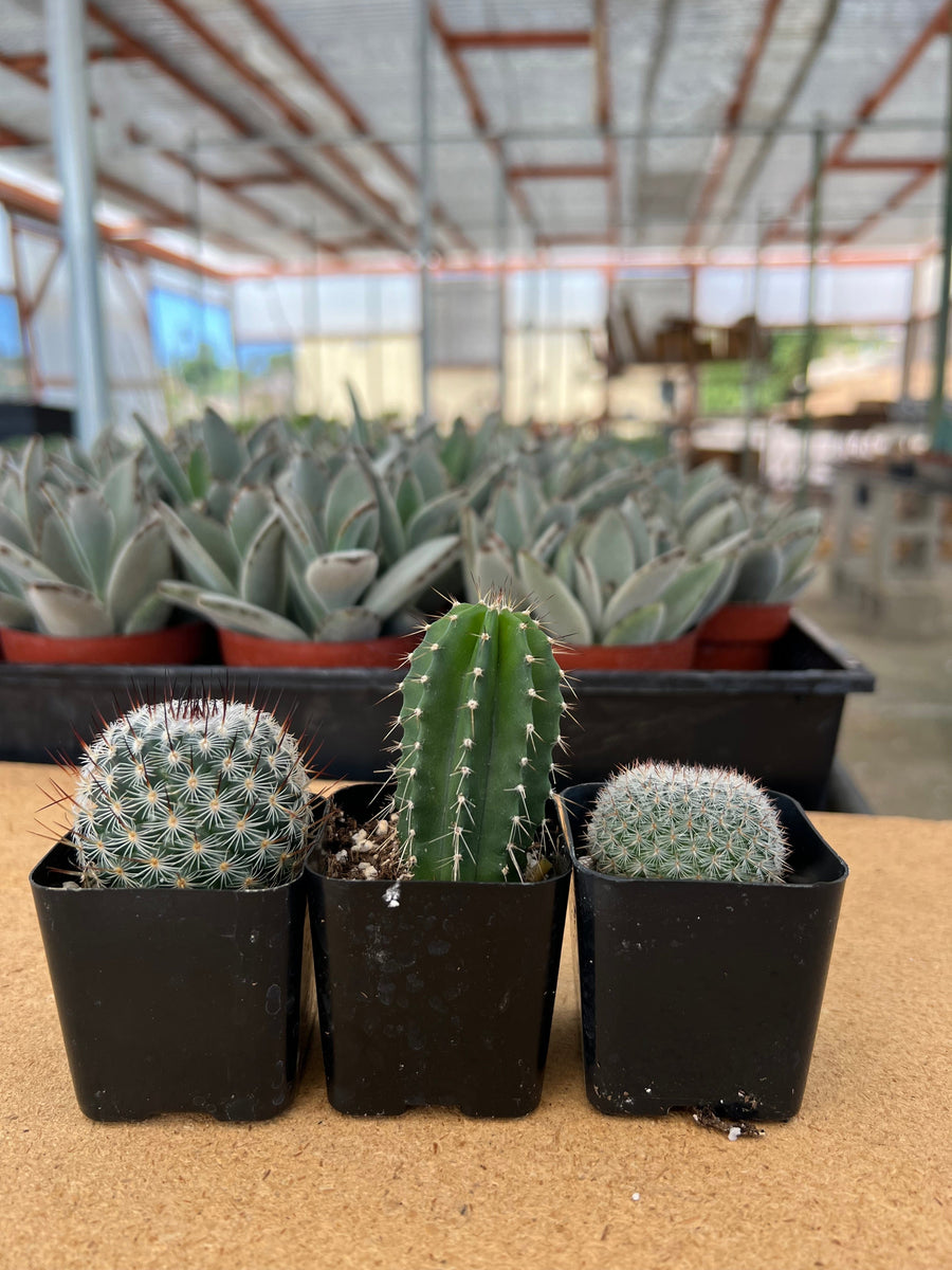 Assorted Cacti Trio (Includes 2 Inch Pots) – CactusWarehouse