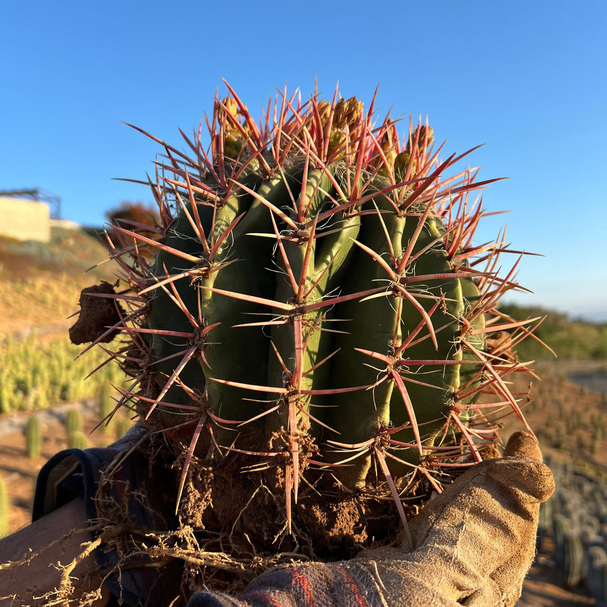 Mexican Lime Cactus, Ferocactus pilosus/stainesii, Ferocactus pringlei ...