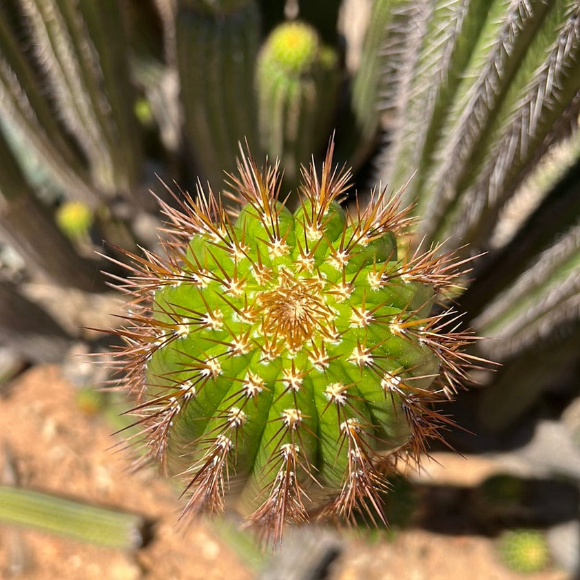 Golden Torch Cactus - Echinopsis Spachiana – CactusWarehouse