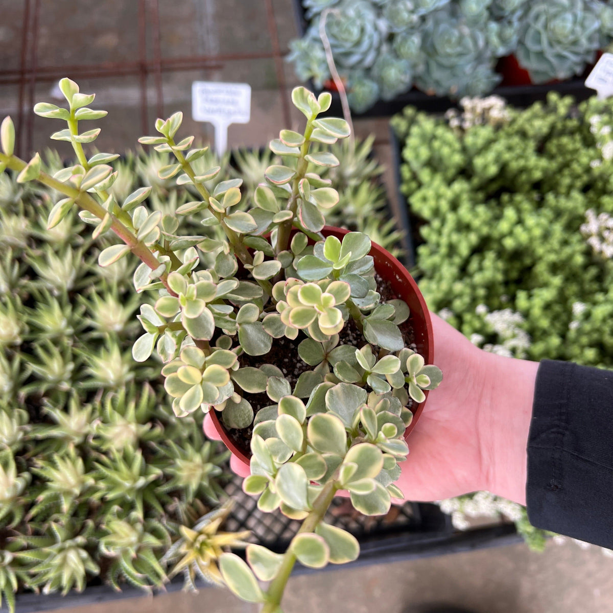 Variegated Elephant Bush (Rainbow Bush) - Portulacaria Afra Variegata ...