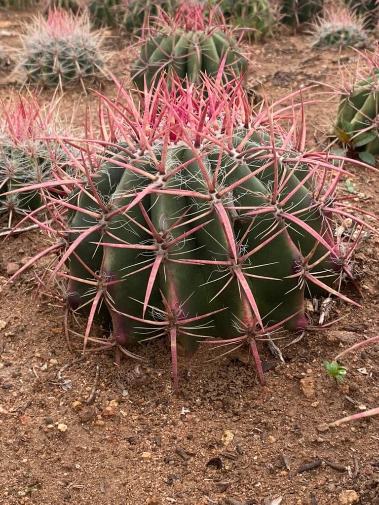 Mexican Lime Cactus, Ferocactus pilosus/stainesii, Ferocactus pringlei ...