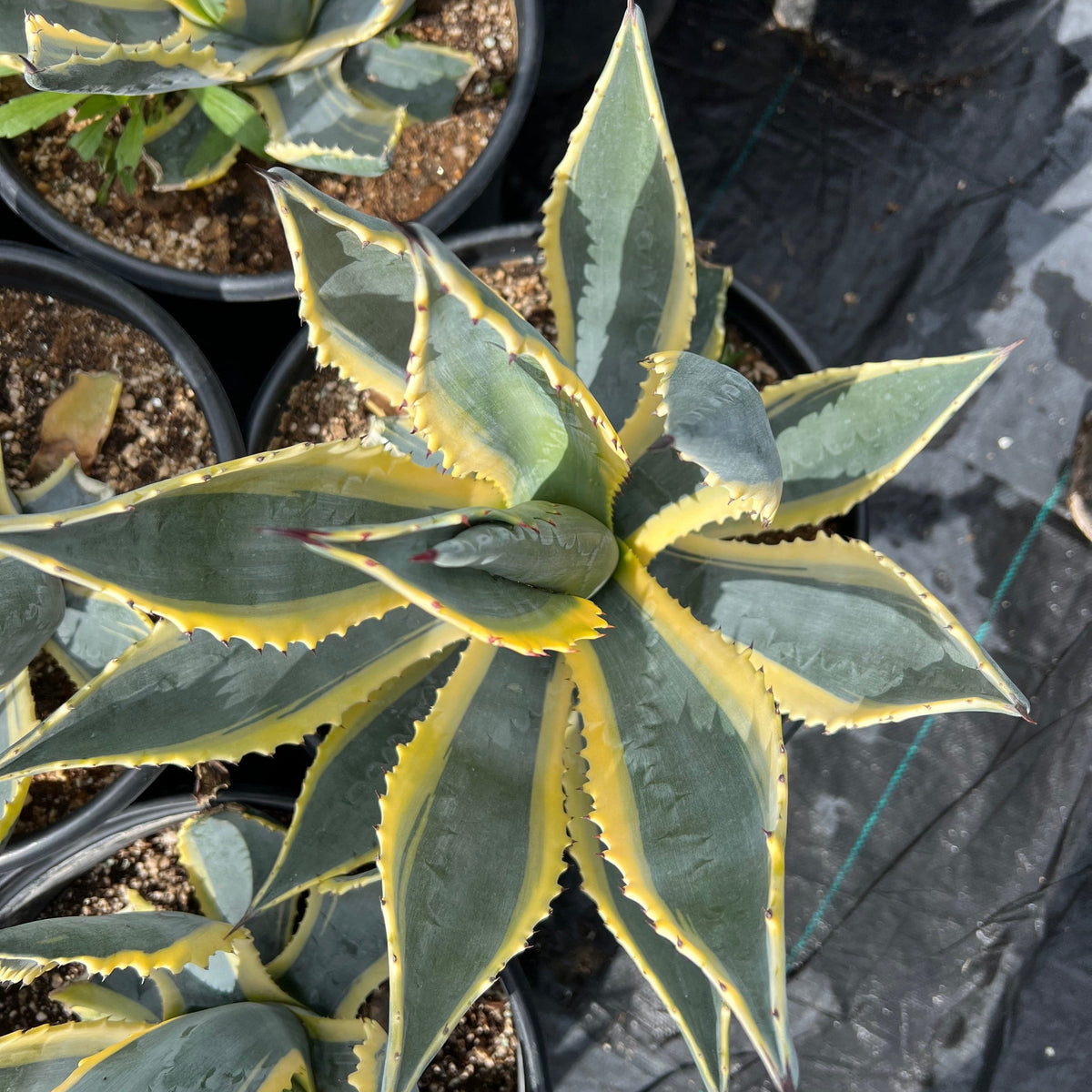 Variegated Century Plant - Agave americana 'Marginata' – CactusWarehouse