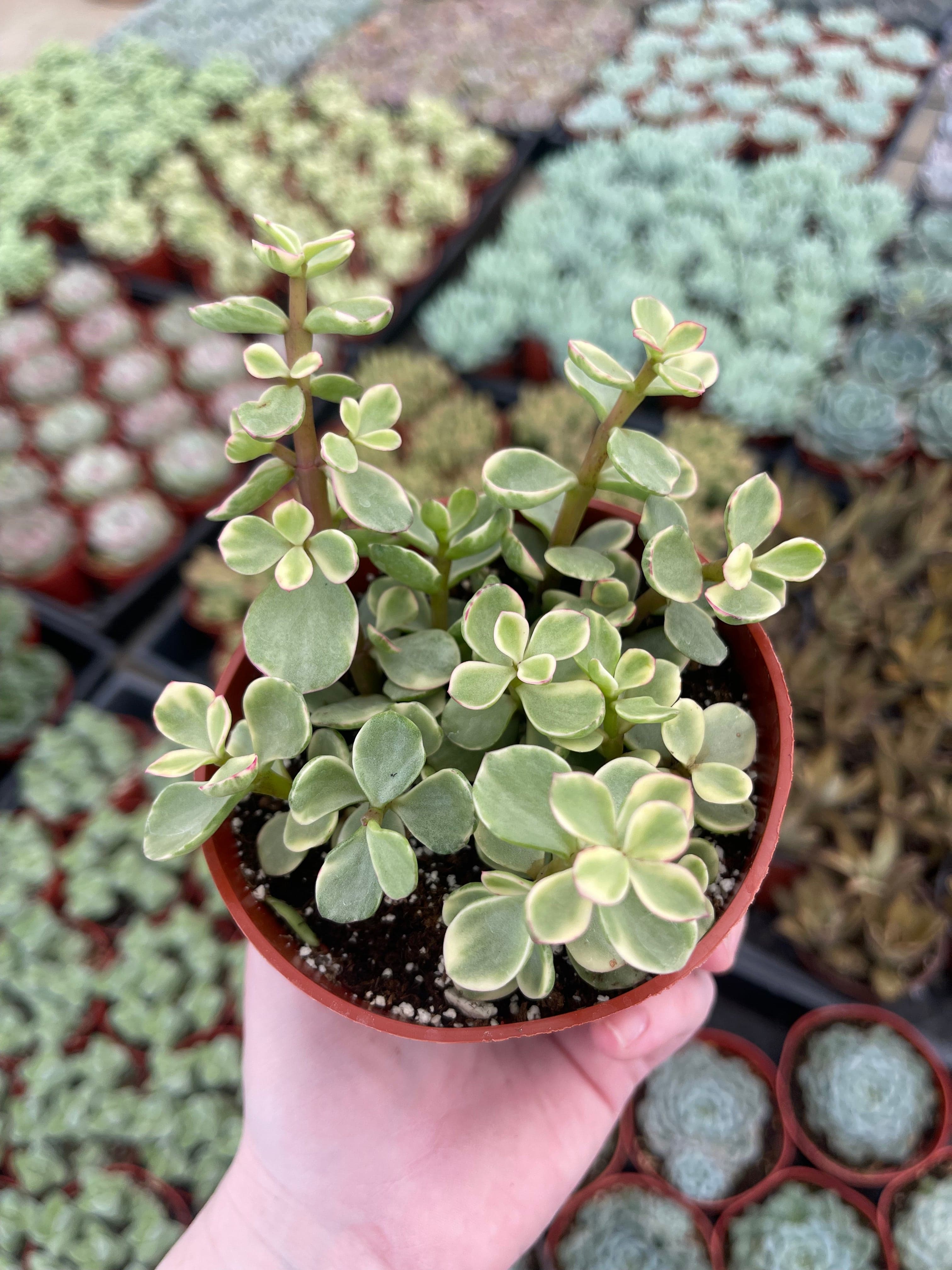 Portulacaria afra variegata, Rainbow bush – CactusWarehouse