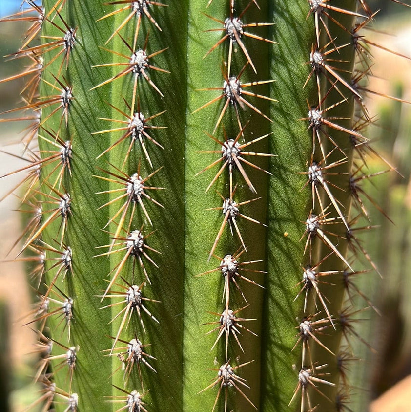 Golden Torch Cactus - Echinopsis Spachiana – CactusWarehouse