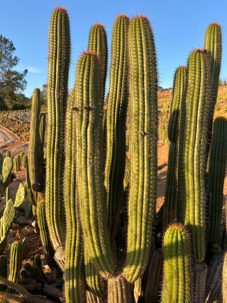 Golden Torch Cactus - Echinopsis Spachiana – CactusWarehouse