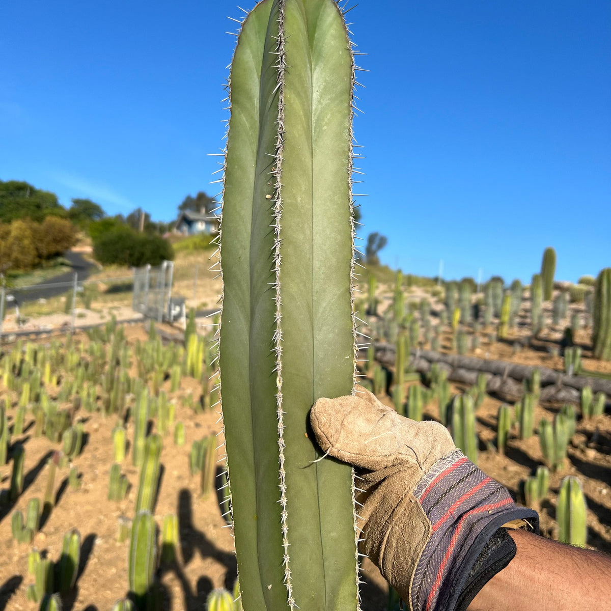 Mexican Fence Post Cactus (Pachycereus marginatus) | Exotic Cacti ...