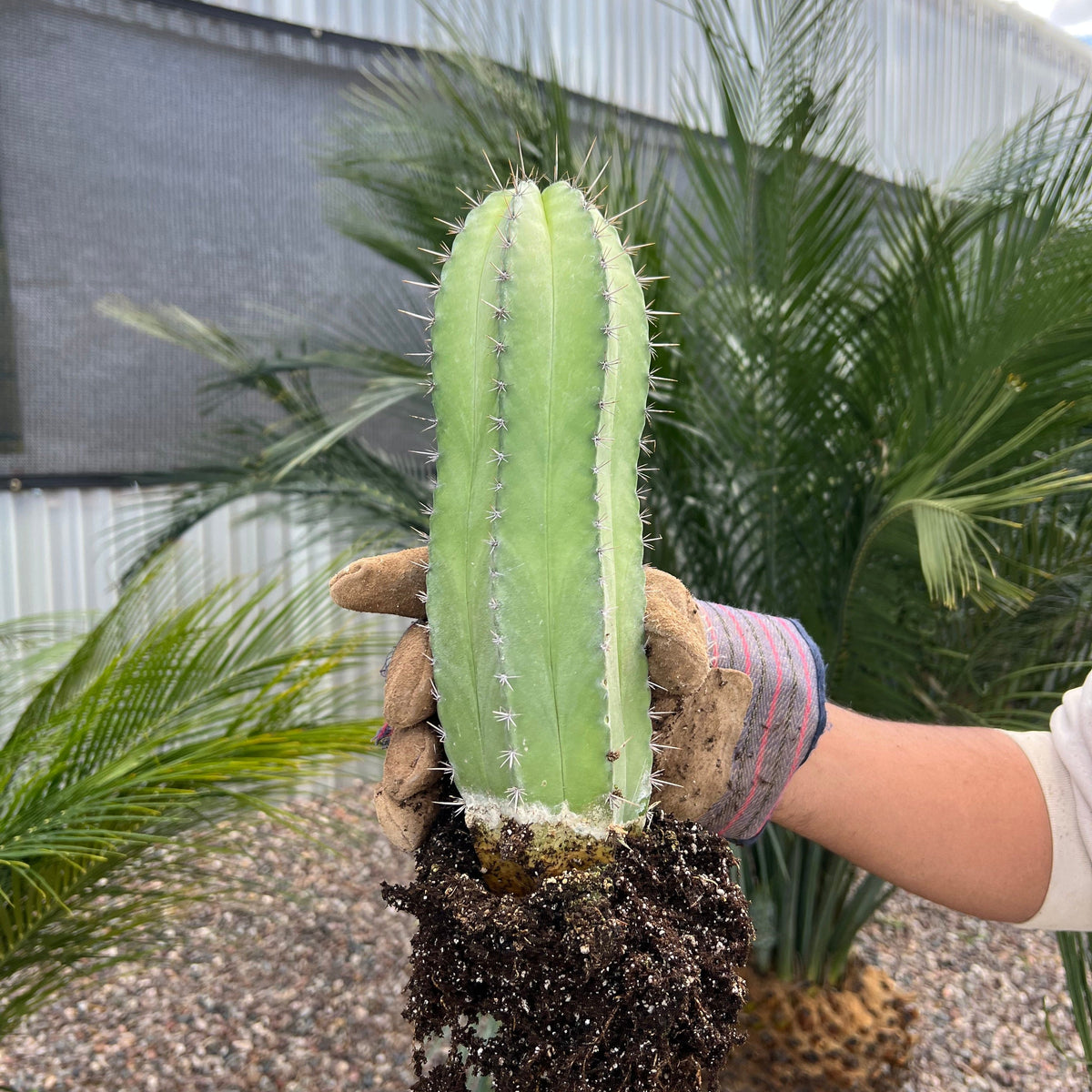 Chichipe Cactus - Polaskia chichipe – CactusWarehouse