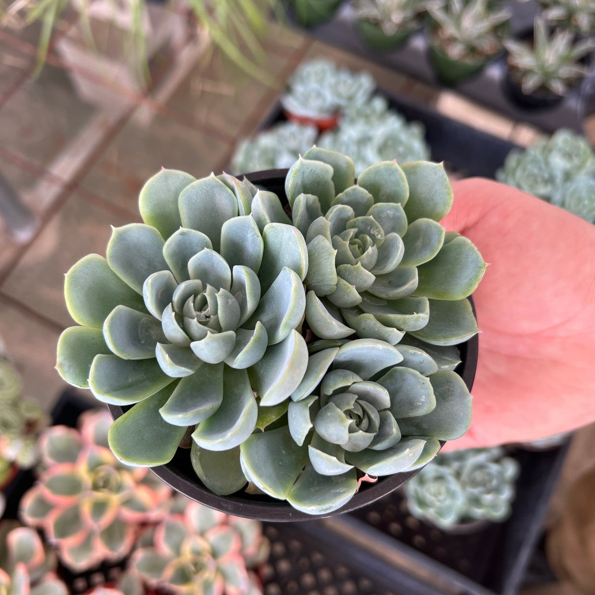 Echeveria 'Arctic Ice' - Echeveria – CactusWarehouse