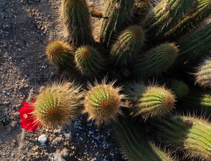 Red Trichocereus Hybrid (Red Torch Cactus) | Flowering Cacti & Cacti ...