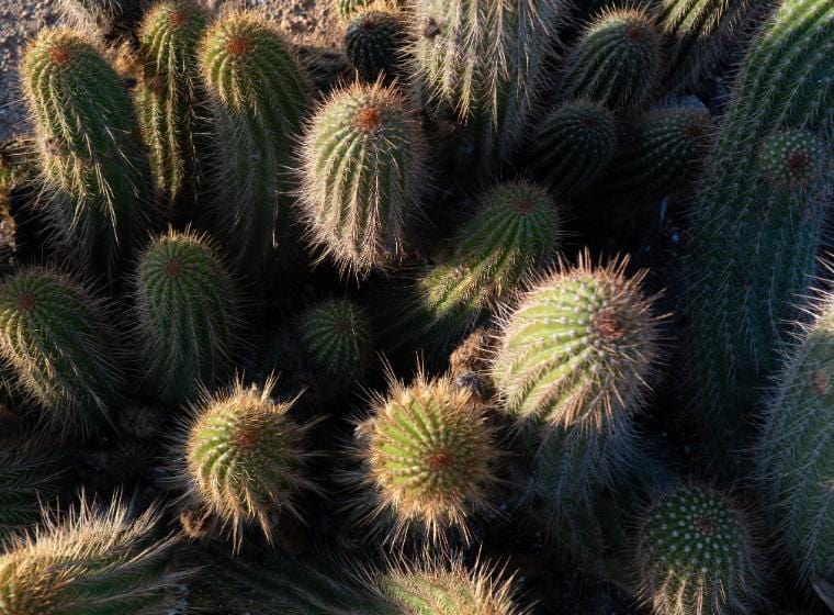Red Trichocereus Hybrid (Red Torch Cactus) | Flowering Cacti & Cacti ...
