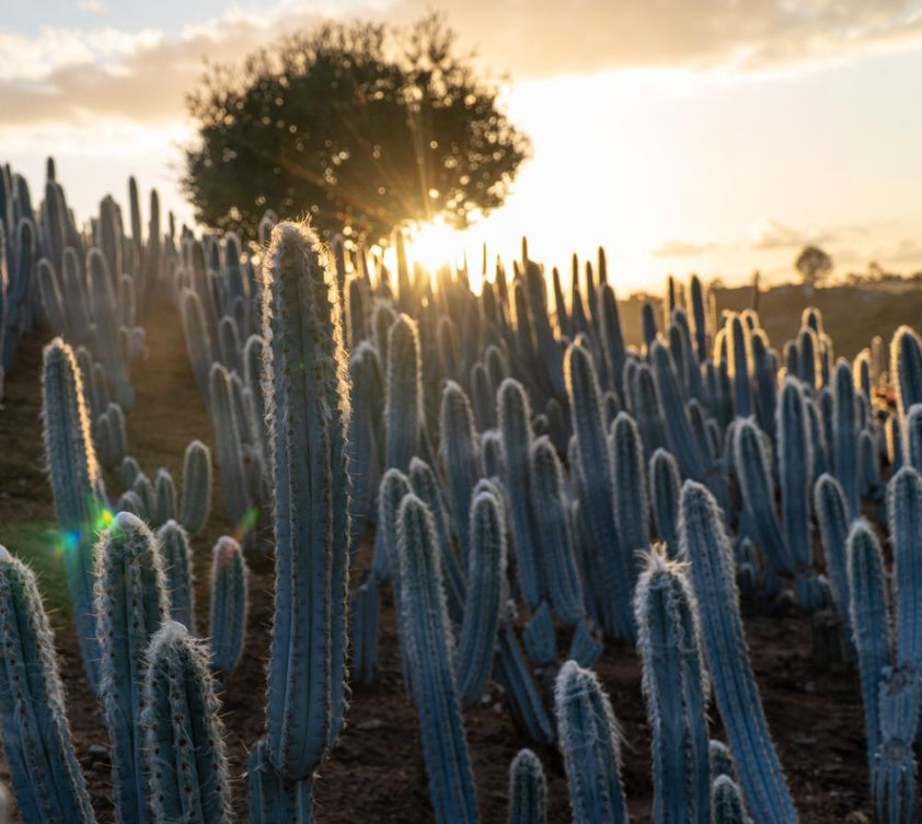 Brazillian Blue Columnar (Pilosocereus pachycladus) | Exotic Cacti ...