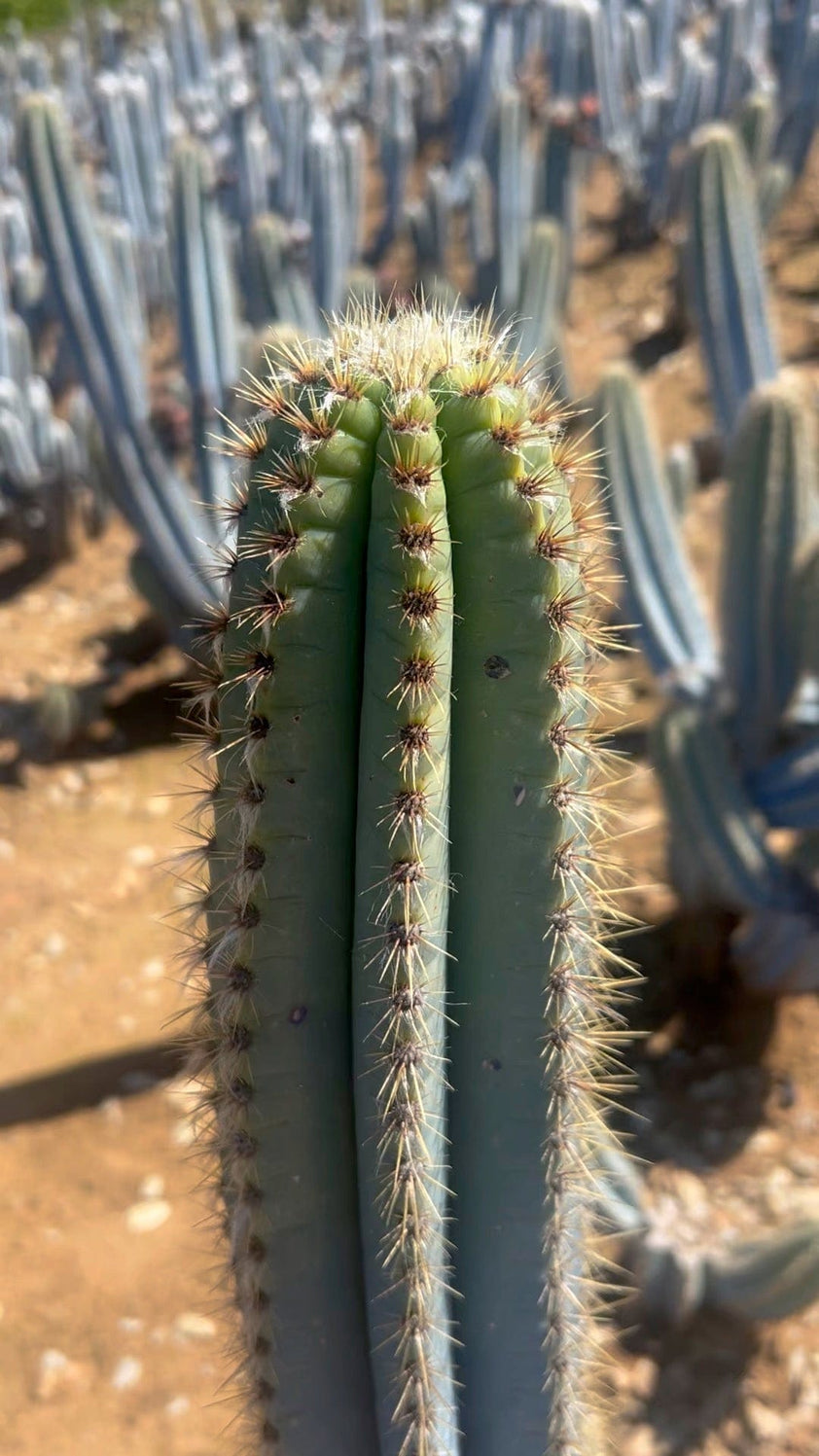 Brazilian Blue Cactus, Pilosocereus azureus, Blue Torch Cactus, Blue ...