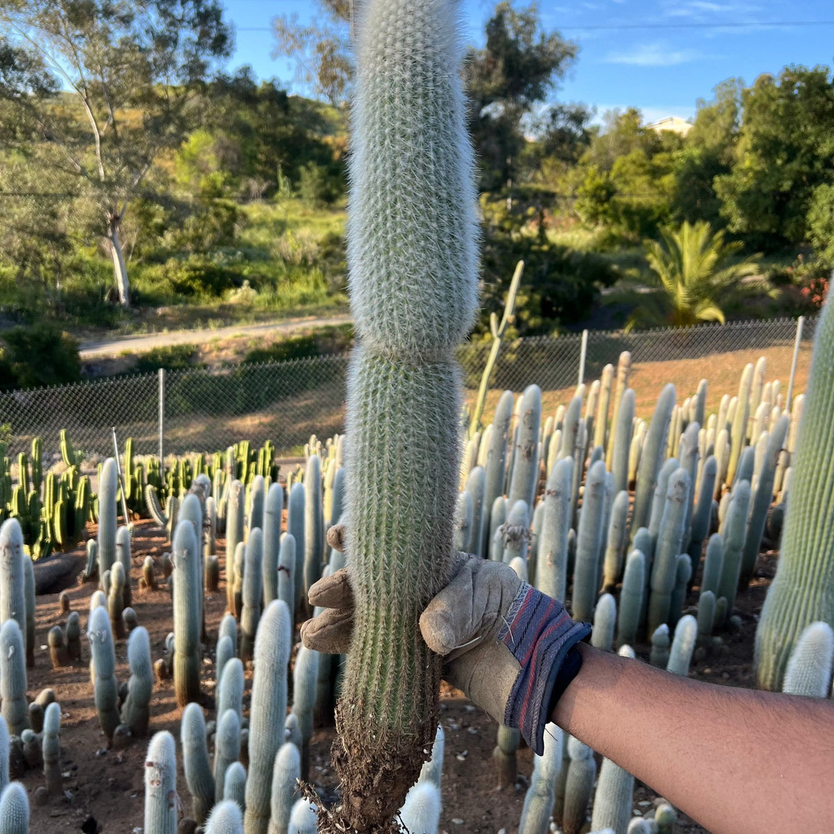 Silver Torch Cactus - Cleistocactus Strausii – CactusWarehouse