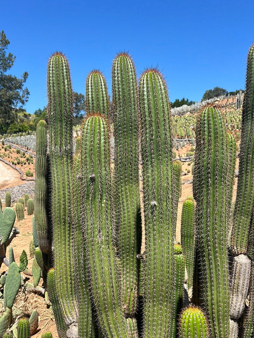 Golden Torch Cactus - Echinopsis Spachiana – CactusWarehouse