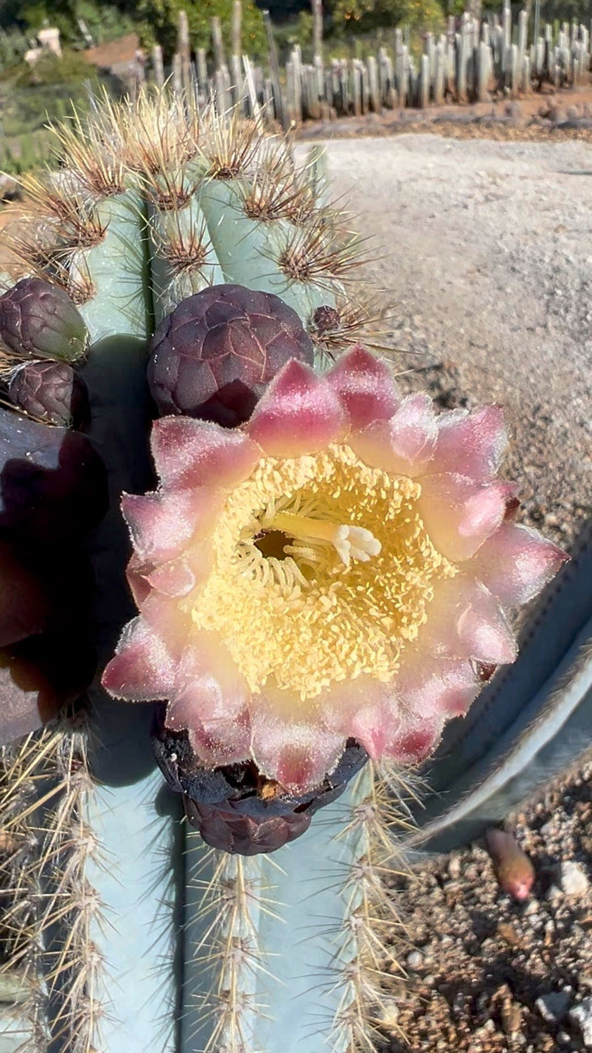 Brazilian Blue Cactus, Pilosocereus azureus, Blue Torch Cactus, Blue ...