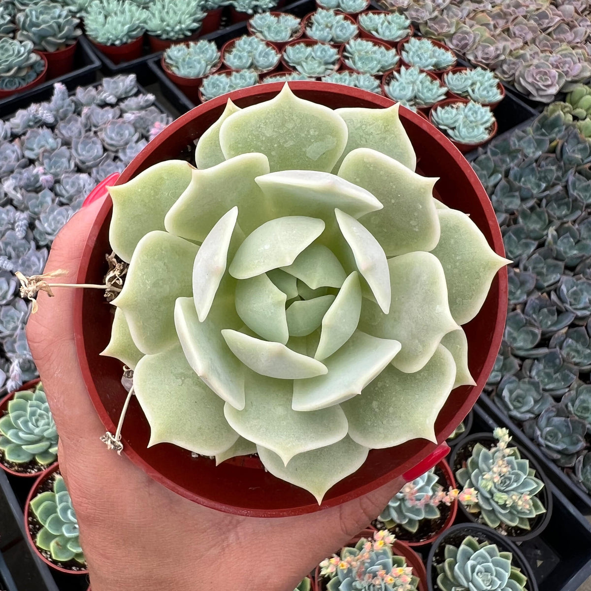 Mexican Hens and Chicks - Echeveria Lola – CactusWarehouse