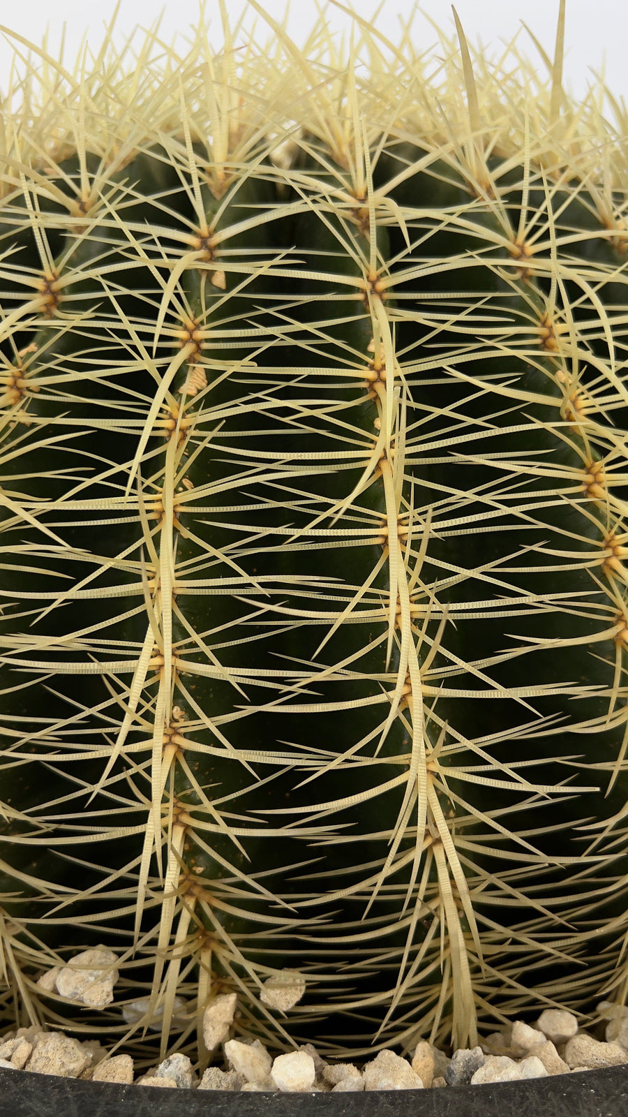 Shop Cacti Online | Cactus Warehouse – CactusWarehouse