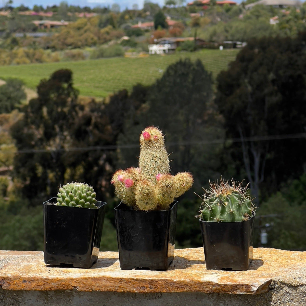 Assorted Cacti Trio - 2" Pots – CactusWarehouse