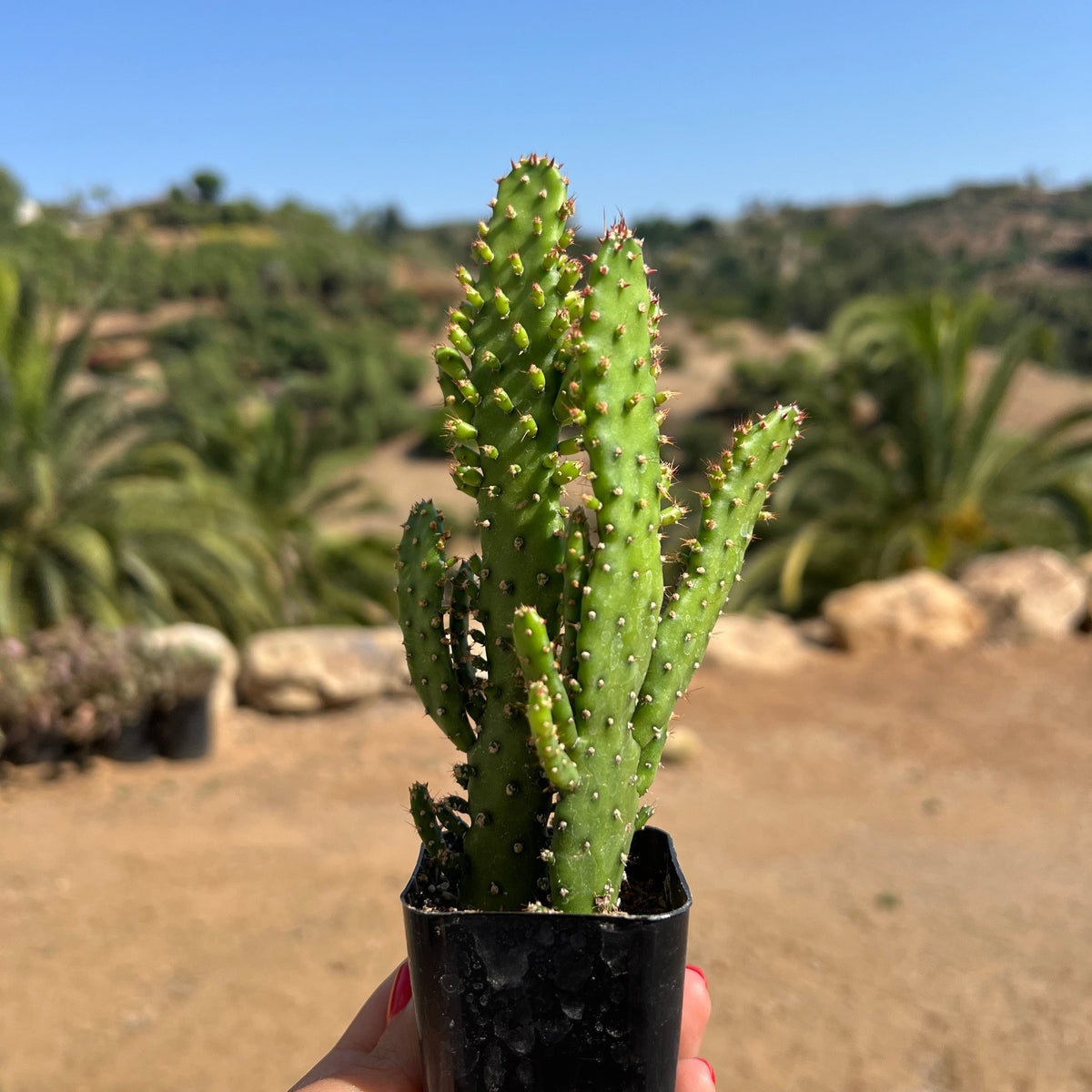 Drooping Prickly Pear Cactus - Opuntia Monacantha – CactusWarehouse